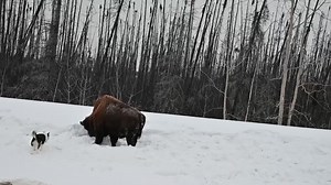 1.3M views · 10K reactions | Bison Vs. Dogs - When Tori and I were...