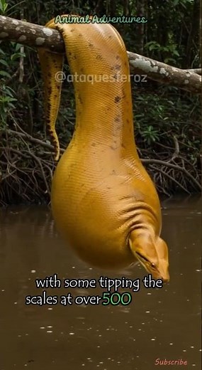 Have you ever seen an animal that was swallowed by an anaconda writhing in its stomach?👀😲 #shorts