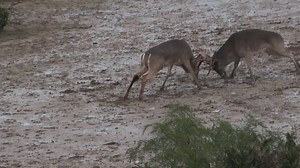 83K views · 1.1K reactions | Mud wrestling at its best! Make Sure you watch in HD! These 2 low fence Double Down Deer Feed bucks go at it. Thanks John for sharing this video! Keep sending us your deer pics and videos. We love seeing them! | Double Down Deer Feed | Facebook