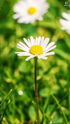 Daisy Flower Blooming Fast | Spring Nature Time Lapse Shorts 4K