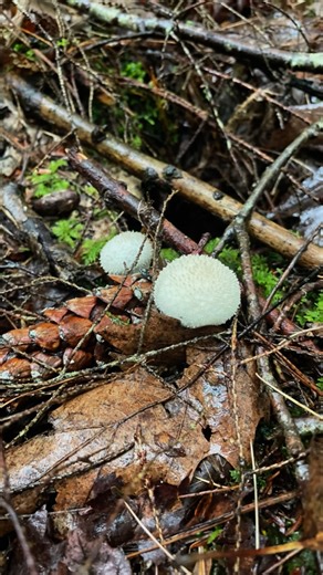 Fungitopia-sporing for ecological balance | Spotting puffballs in the forest always feels like stumbling upon little treasures. Puffballs stand out in the mushroom world with their... | Instagram
