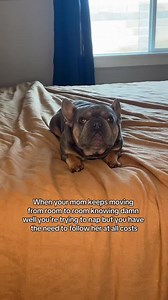 If she’d just stay still for like 5 mins 😅 | Kash.d.frenchie