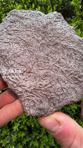 Here’s an outstanding example of a Jurassic Crinoid 😍🦕 The intricate details are truly something to behold! 🔬 For ammonite rocks to crack open, please visit our official online store yorkshirefossils.NET (link in bio) or message directly on Instagram @yorkshire.fossils 🦕 For more videos, check our YouTube / TikTok! 🏝 Thanks for supporting our page! 🐊 #natural #nature #fossil #fossils #ancient #animals #art #ammonite #ammonites #dinosaur #scientist #minerals #paleontology #whitby #geologist