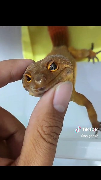 Dark Mandarin Tangerine Leopard Gecko Care Guide