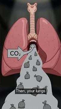 🫁 How We Breathe | Lungs Explained for Kids!