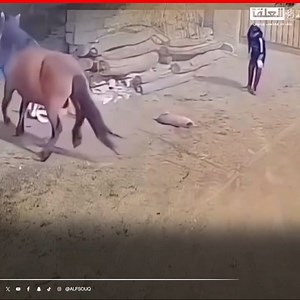 ohh #animails | She's Dress