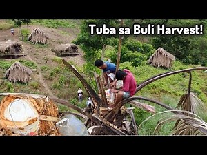 Paano kumuha ng Tuba sa taas ng Buli o Buri Palm? Alak sa Buli | TUBA HARVEST
