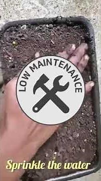 1 5.Evergreen Dwarf Grass Seedv