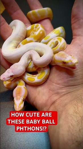How CUTE are these baby Ball Pythons!?