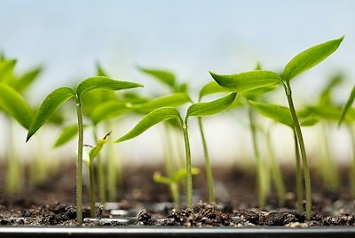 Biostimulants World Congress | November 2025 | CCIB | Barcelona, Spain