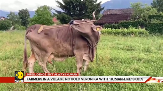 Meet Veronica: The smart cow that astonishes scientists with rare tool use