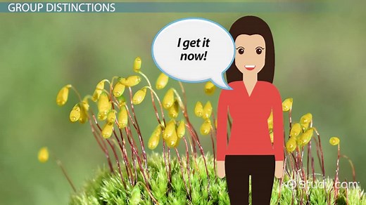 Hornworts: Types, Characteristics & Facts