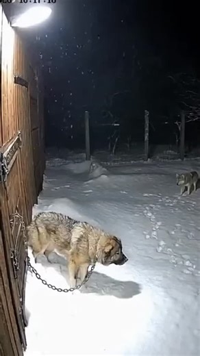 1.4M views · 2.9K reactions | Security footage shows a wolf creeping toward the barn in the snow. My Caucasian Shepherd snapped his chain, charged, and tackled it before it reached the door. One raw, uncut scene. ❄️ #caucasianshepherd #securityfootage #snowynights #RealScenes #barnguard #wolfencounter #NoCuts | Wow Animal Facts | Facebook