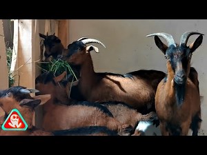 We have completed the goat shelter ....