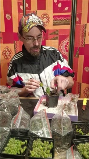 Livestream-Highlight: Removing a fungal infection from a cactus seedling. #cactus #gardening