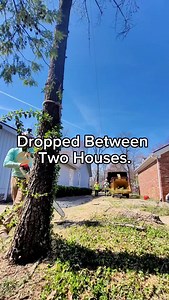 Tree Felling in a Tight Spot – Precision Drop Between Two Houses This pine had to come down—fast and clean. With barely enough room between two houses, I notched it tight, aimed true, and dropped it exactly where it had to go. No cranes, no fancy tricks—just skill, angles, and confidence in the cut. | Mike Shults