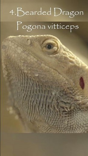 Prehistoric Planet: Ice Age Episode 3: Desert Lands-All Animals