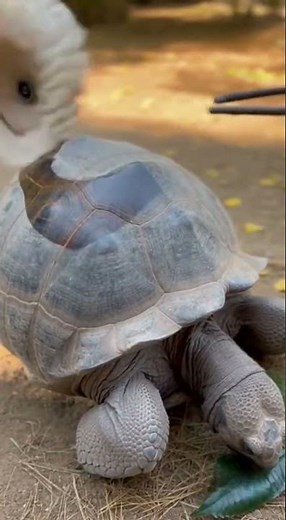 Automated Shell Polishing: High-Gloss Finish 🐢✨