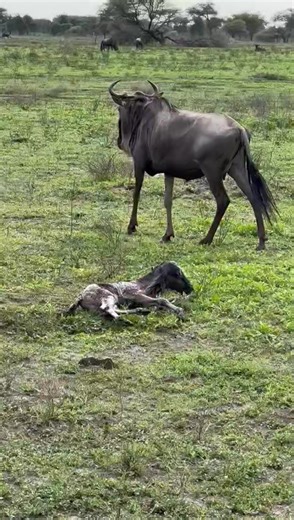 New life on the plains🦌❤️🥳 #wildebeest #calvingseason #wildebeestmigration #greatmigration #gamedrivesafari #gnu #babyanimals #babygnu | Wildfriends Africa