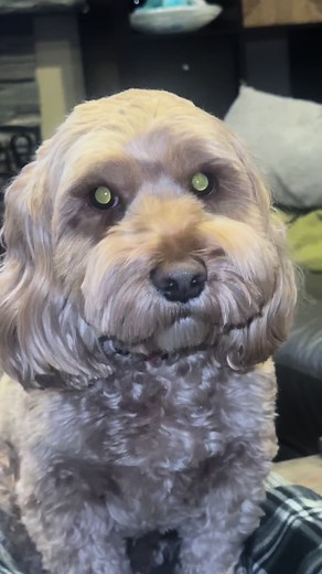 #cockapoo #puppy #dogsoftiktok #funny #fyp #ouzo #greekdog #dog #laugh #puppytiktok