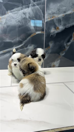 Shih Tzu Puppy Care Tips and Tricks