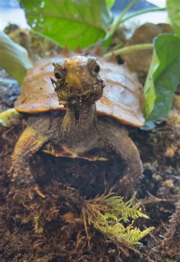 Celebrating World Turtle Day with Shelled Superstars