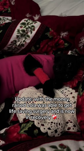 With the money we raised ($228) we were able to put a down payment on the surgery and qualify for financial aid, for her life saving surgery.I just wanted to say thank you to all who donated and interacted with the video. There’s genuinely no possible way to express my immense amount of gratitude for all of you guys. You not only helped save my soul cat but you helped save me and my family from detrimental amounts of grief, stress and heartbreak. Lola went into surgery Monday night to remove mul