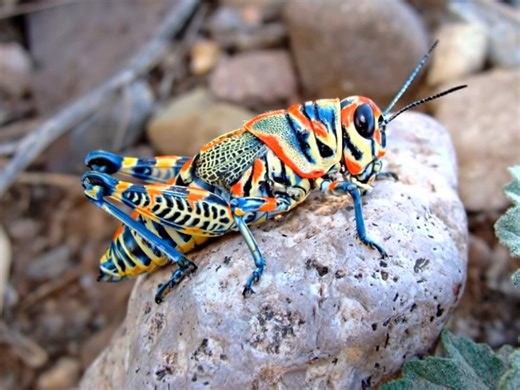 9.8K views · 278 reactions | 聯 The Rainbow Grasshopper (Dactylotum...