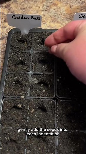 Easy indoor beet seed starting tutorial!