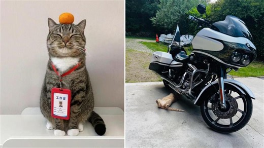 25 Cats With Jobs For When Work Gets Rough