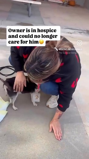 SENIOR ALERT‼️ 15 year old senior left at the shelter💔 Toby #A5739131 is a 15 year old, 12 lb chunky little old man. His owner went into hospice care and relatives dumped him at the shelter😭Needless to say, he is sad and confused as he has lost everything that is familiar to him. A Rescue wants to help him but needs a foster in order to do so. Please send us a message if you would like to provide this sweet little old guy with a warm, loving home in which to live out his golden years. Toby is 