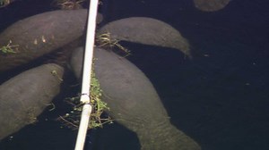 Manatees huddle together to keep warm at Blue Spring State Park