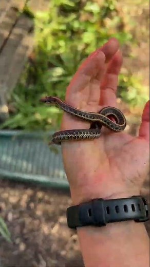 How To Find Snakes in Your Own Yard! (Tips)