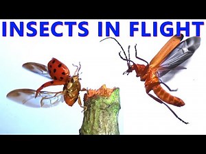 Insects in Flight at 5.000 fps