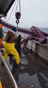 72K views · 357 reactions | Sea Monster Clash #GiantSquid #OceanBattle #ViralPOV | Natural fishing video | Facebook