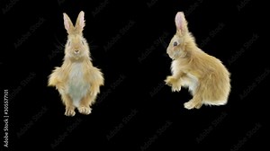 rabbit CG fur 3d rendering animal realistic CGI VFX Animation Loop Crowd dance composition 3d mapping cartoon, (with Alpha Channel)