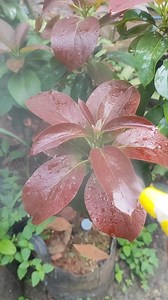 Avocado tree care | GardeningFruit