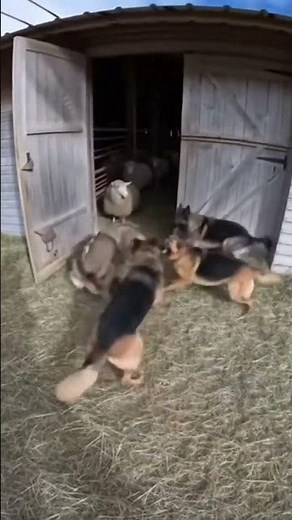 “He Opens the Barn… and a Wolf Attacks! #short #viral #viralshorts #dogs #nature #dog #ytshorts #ai