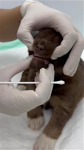 Wounded Baby Abandoned, Crying Nonstop As Maggots Relentlessly Tear Into Open Sore [STORY BELOW]