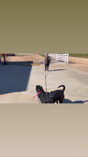 Noob update #dog #dogtraining #pitbull #pitbullsofinstagram #dogrehabilitation | K9 Intuition