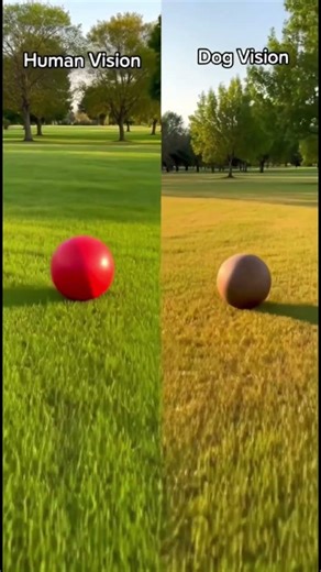 Human Vision vs. Dog Vision (Shocking!) 👀🐕