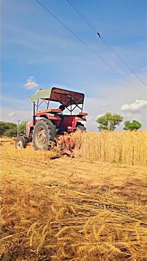 Massey Tractor With ReaperMachine#khetibadi#harvesting#241di #tractor#farming#crop#Shorts