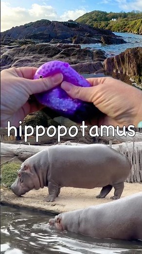 Kids Learn Animal Names | Rock Pool Fun: Hippo Elephant Giraffe Tiger Frog