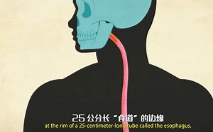 「TED-Ed快科普」我们的消化系统如何运作（全熟/熟/生肉）