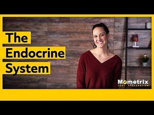 The Endocrine System