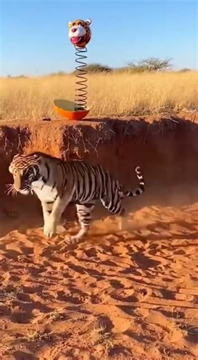 A Rolling Gag: Hyena's Pumpkin Prank Creates Tiger Turmoil