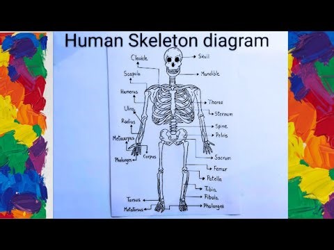 Skeleton Drawing Easy Step by Step | How to Draw Human Skeleton for Beginners