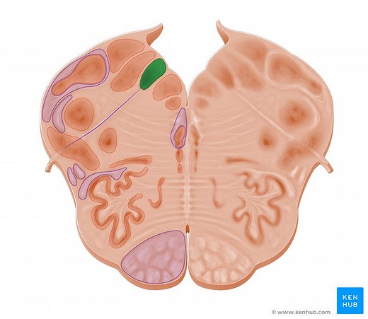 Cross section of the medulla oblangata