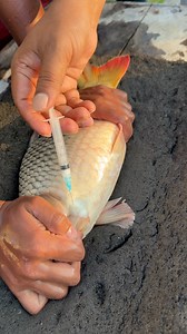 Crap Fish Injection #reels | Extreme Fish World