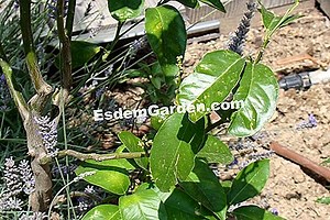 Manzanilla Marroquí, Anacyclus Pyrethrum Var. Depressus: Cultivo, Mantenimiento 🌿 Todo Sobre Jardinería Y Diseño De Jardines - 2025